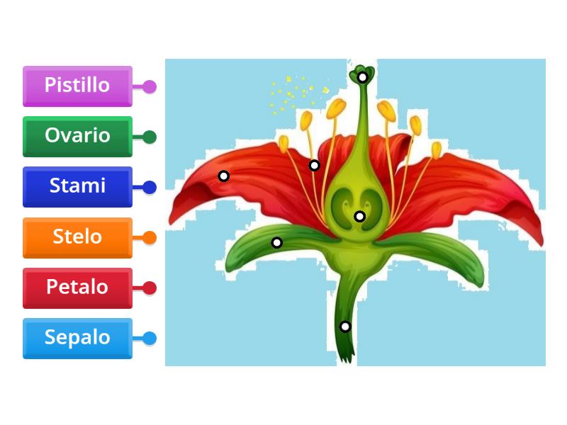 Le parti del fiore! - Labelled diagram