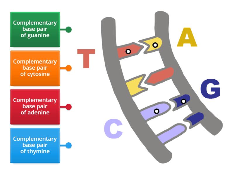 3a DNA Complementary Base Pair Labelling Activity - Labelled diagram