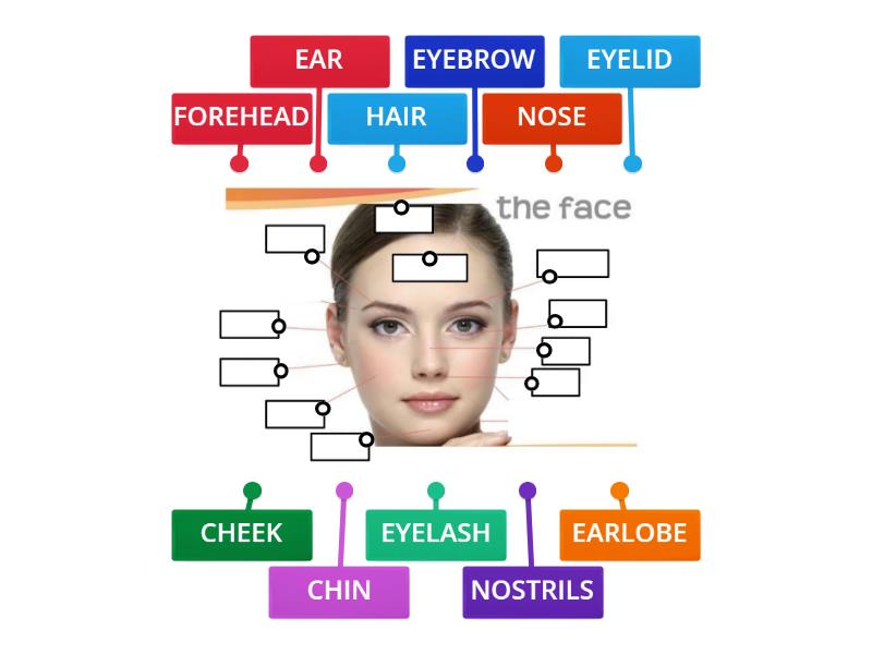 THE FACE - Labelled diagram