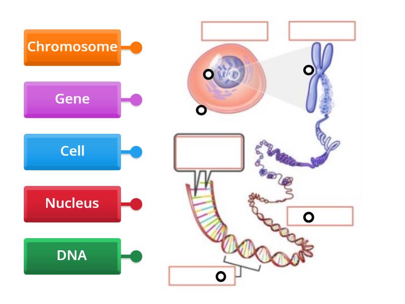 DNA, Chromosome, Gene Diagram - Labelled diagram
