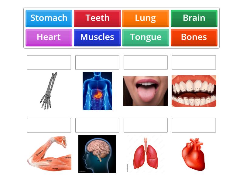 Human organs - Match up