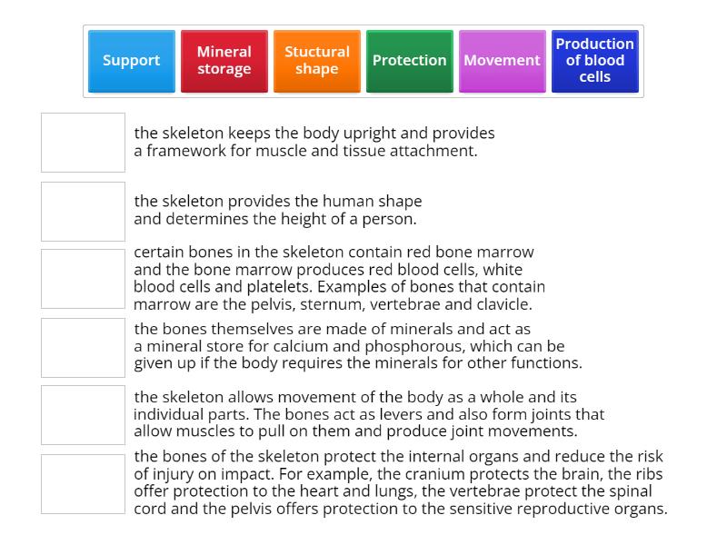 Functions of the Skeleton - Match up