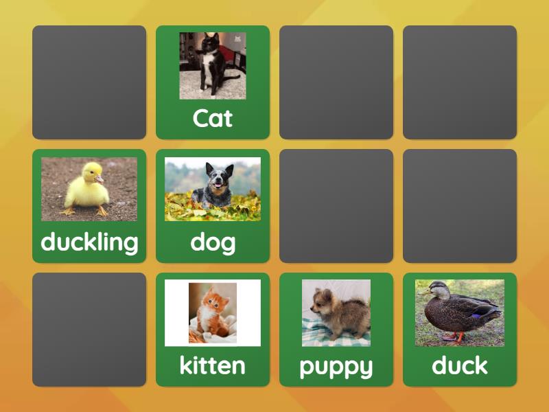 Unit 3 Animal World - Matching pairs