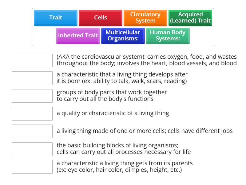 Body Systems- 5th Grade - Match up