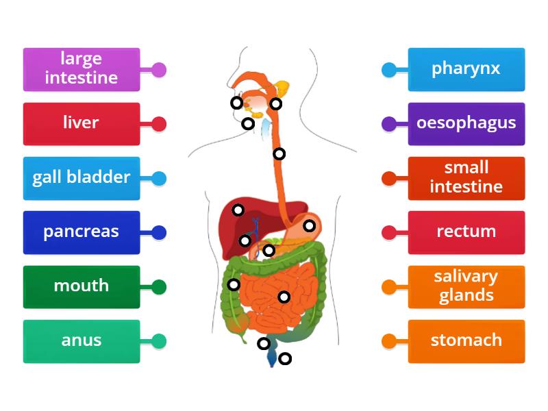 The Digestive System - Labelled diagram