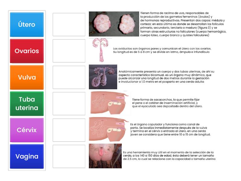 ASPECTOS REPRODUCTIVOS DE LA CERDA-MORFOFISIOLOGÍA - Une las parejas