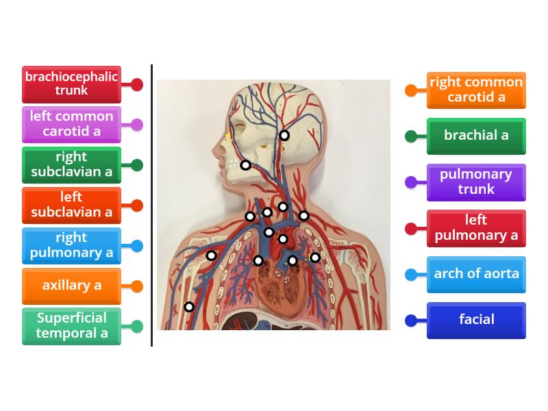 arteries(head, neck, thorax, and upper limbs - Labelled diagram