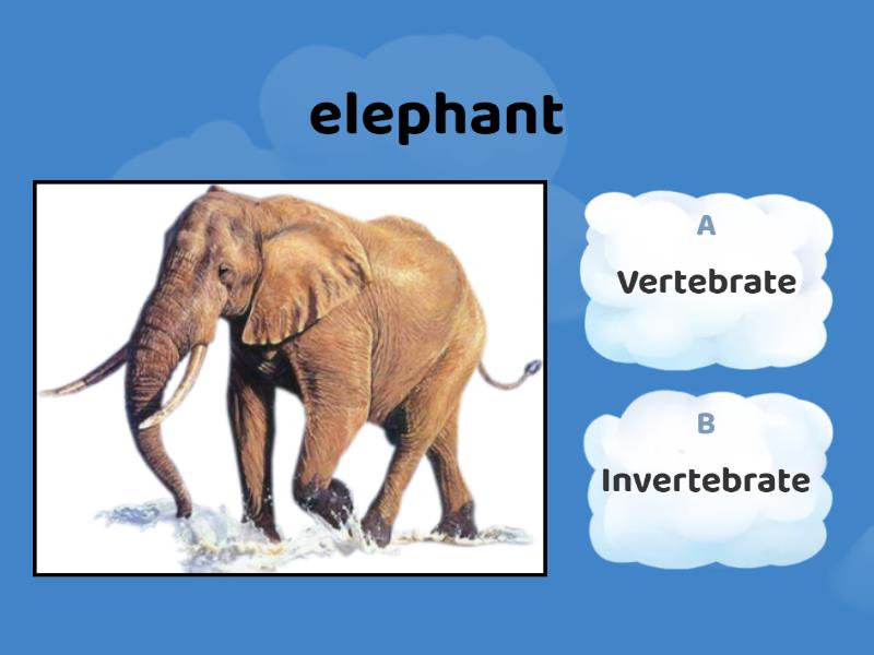 Vertebrate and Invertebrate animals. - Quiz