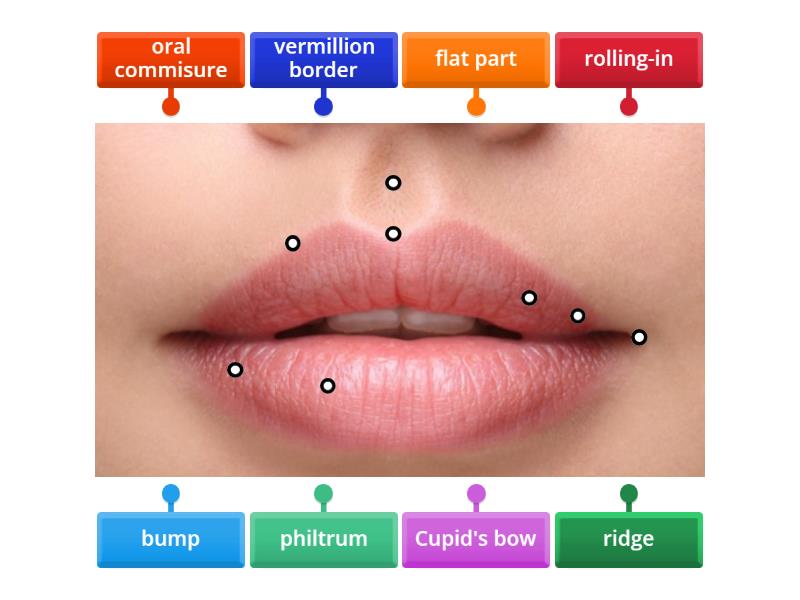 Lip anatomy - Labelled diagram