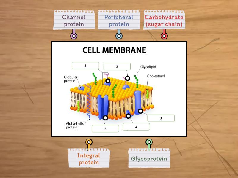 Cell Membrane - Labelled diagram