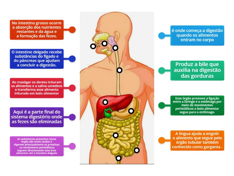 sistema digestivo 5 ano - Labelled diagram sistema digestivo 5 ano - Labelled diagram