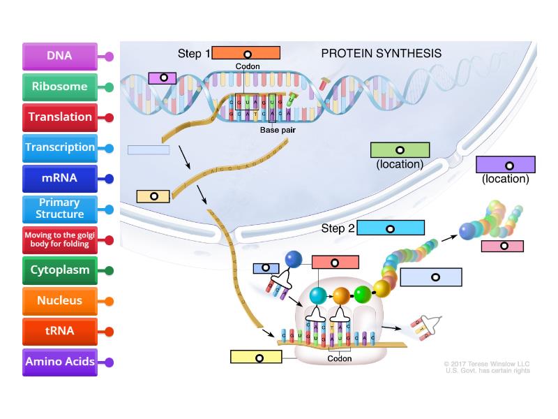 Review: Protein Synthesis (diagram) - Labelled diagram