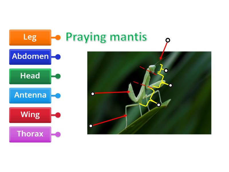 Praying mantis - Labelled diagram