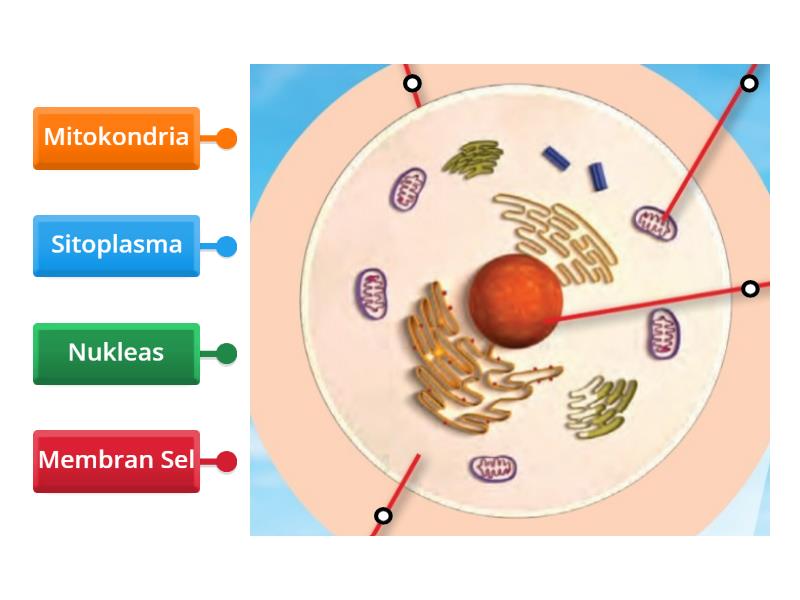 Sel Haiwan - Labelled diagram