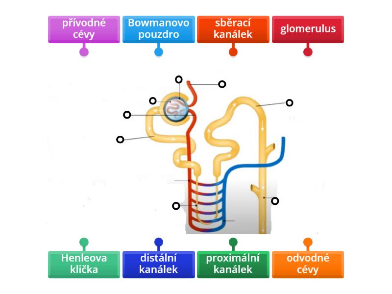 Nefron - Labelled diagram