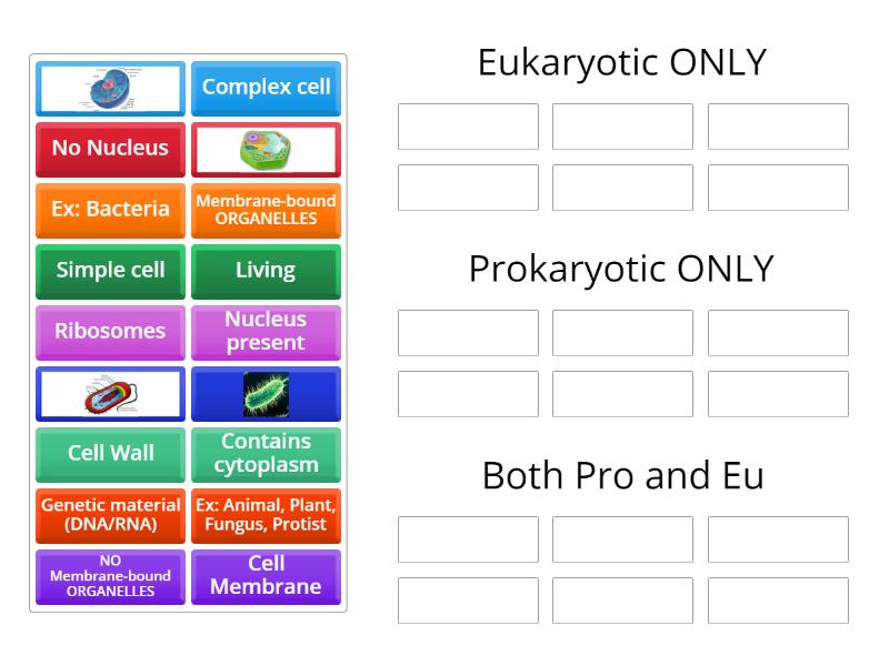 Eukaryotic vs Prokaryotic Cells Card Sort #2 - Group sort