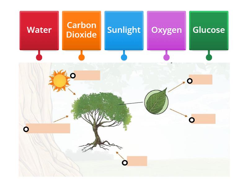 Photosynthesis Labels - Labelled diagram