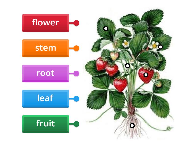 Strawberry - Parts of plant - Labelled diagram