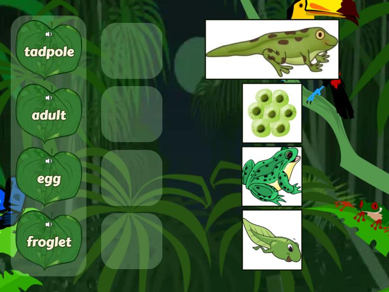 Life Cycle of a Frog - Match up