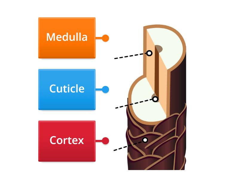 Entry Revision - Hair Structure - Labelled diagram
