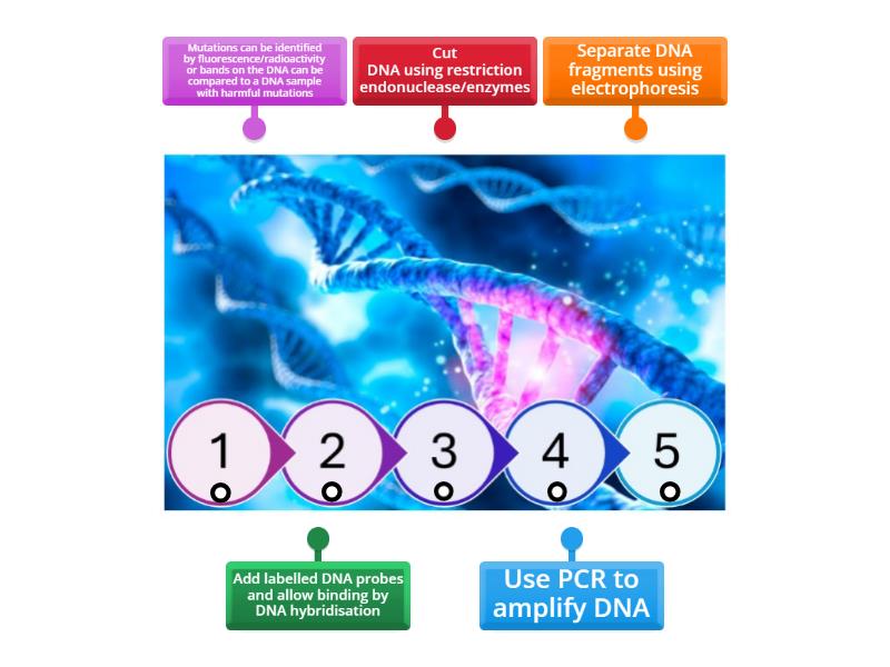 Screening DNA for mutations - Labelled diagram