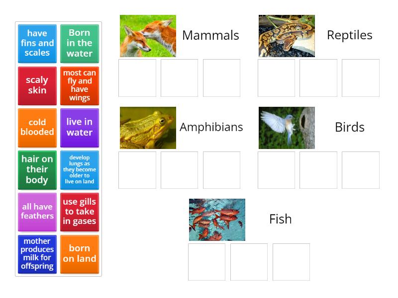 Characteristics of the 5 animal groups - Group sort