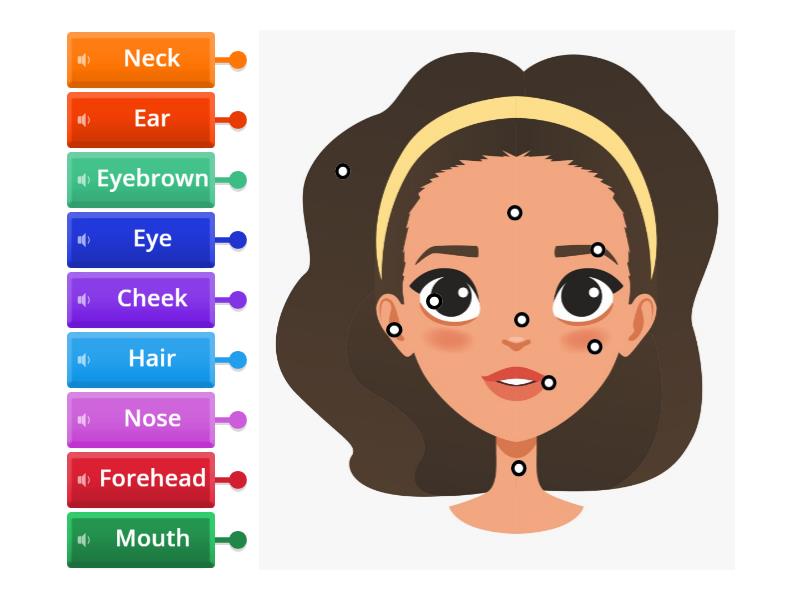 Parts of the face - Labelled diagram
