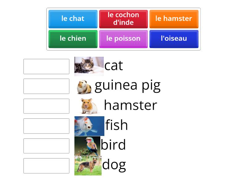Les animaux - Match up