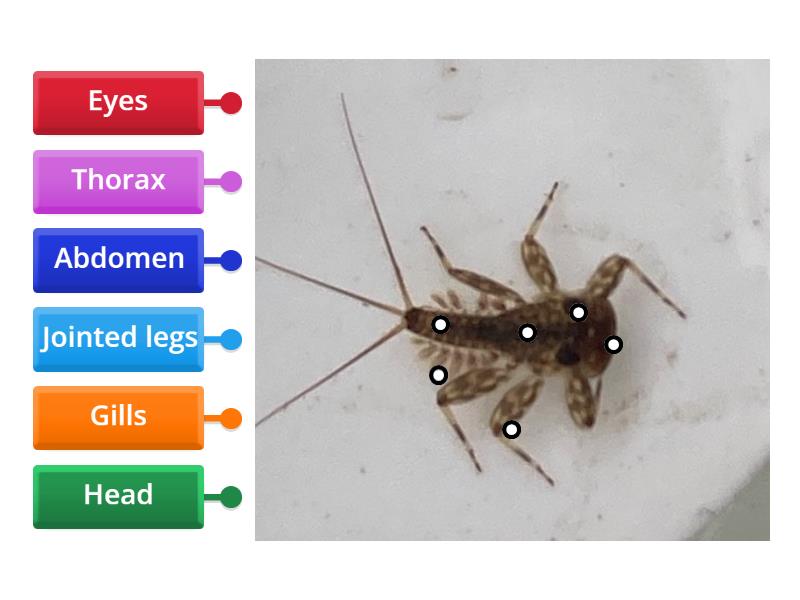 label the mayfly nymph - Labelled diagram