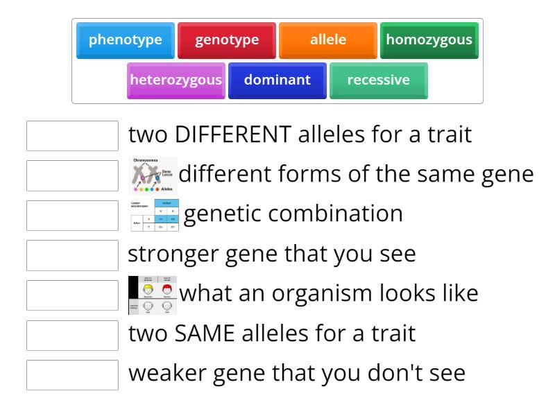 Heredity Vocabulary - Match up