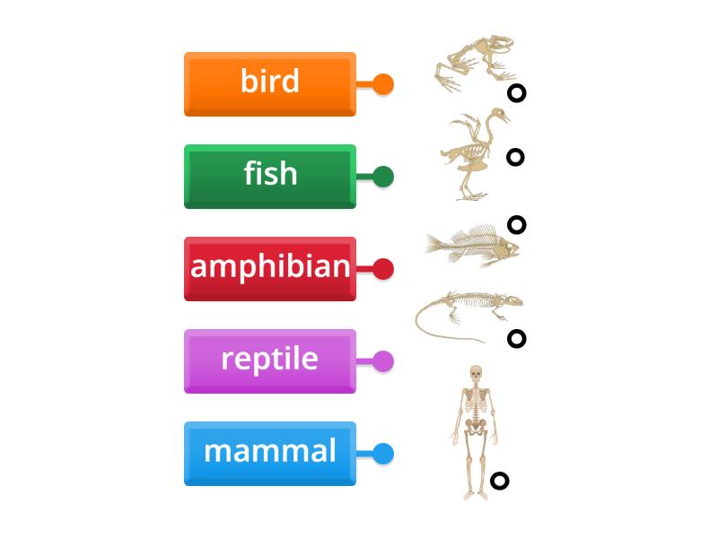 Skeletons from different animal groups - Labelled diagram