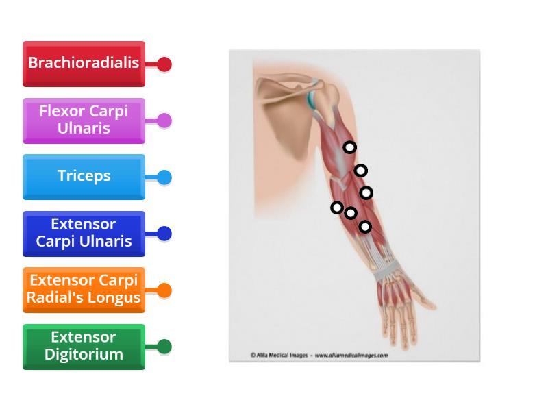 L2 Muscles of the arm - Diagrama con etiquetas