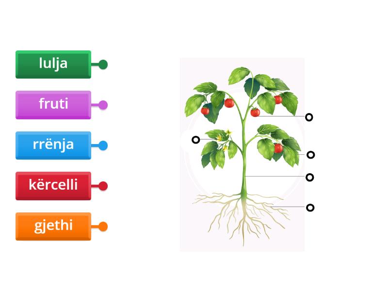 Pjeset e bimes - Labelled diagram