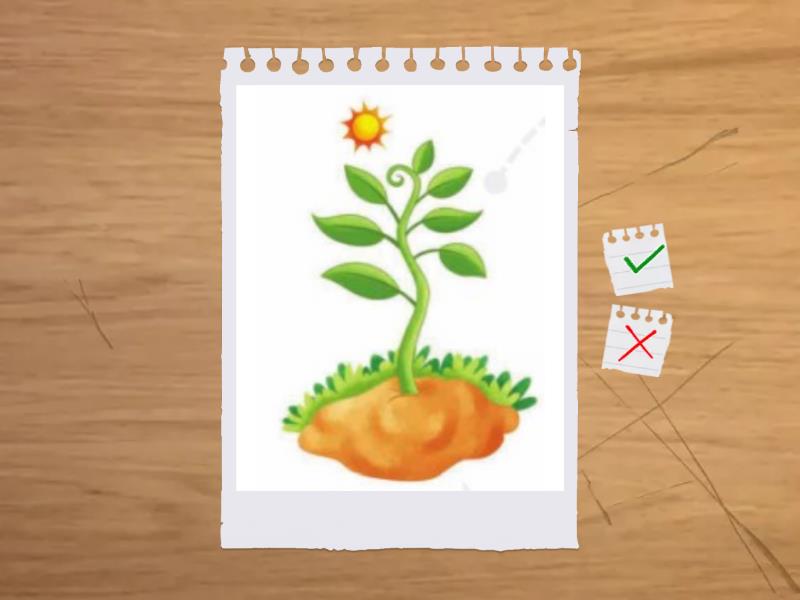 U8_STEPS TO PLANT A SEED - Flash cards