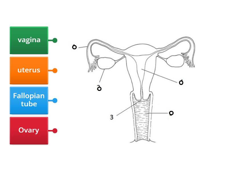 Female Reproductive Organ Labelling - Labelled diagram