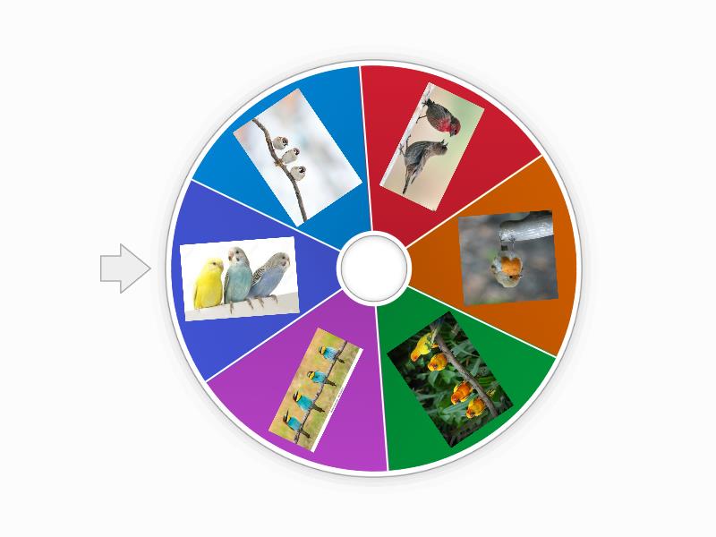 bird subitising to 4 - Random wheel