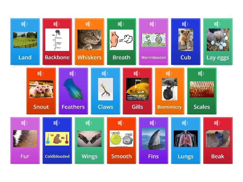 Vocabulary rotation science - Flip tiles