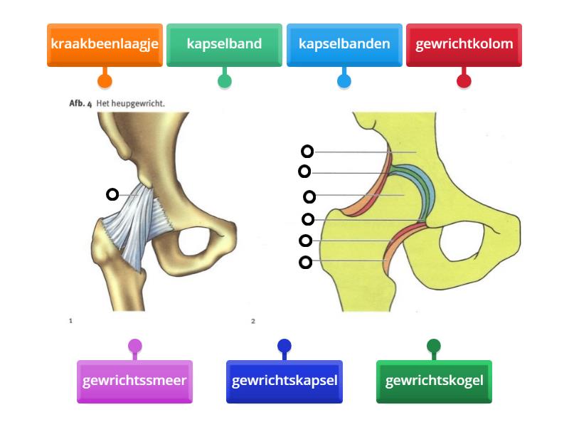 Heupgewricht - Labelled diagram