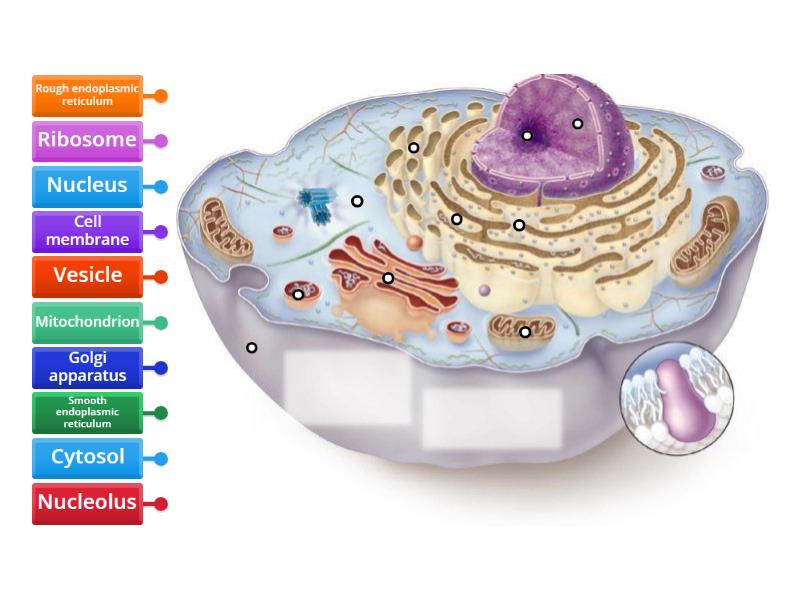 Label the animal cell - Labelled diagram