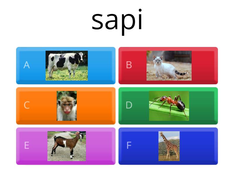 Tebak gambar - Quiz