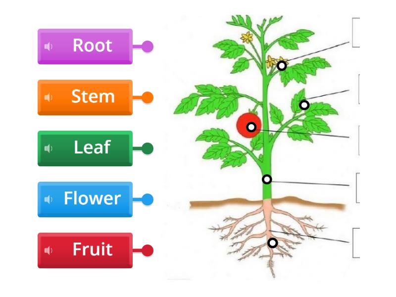 Label the parts of the plant: - Labelled diagram