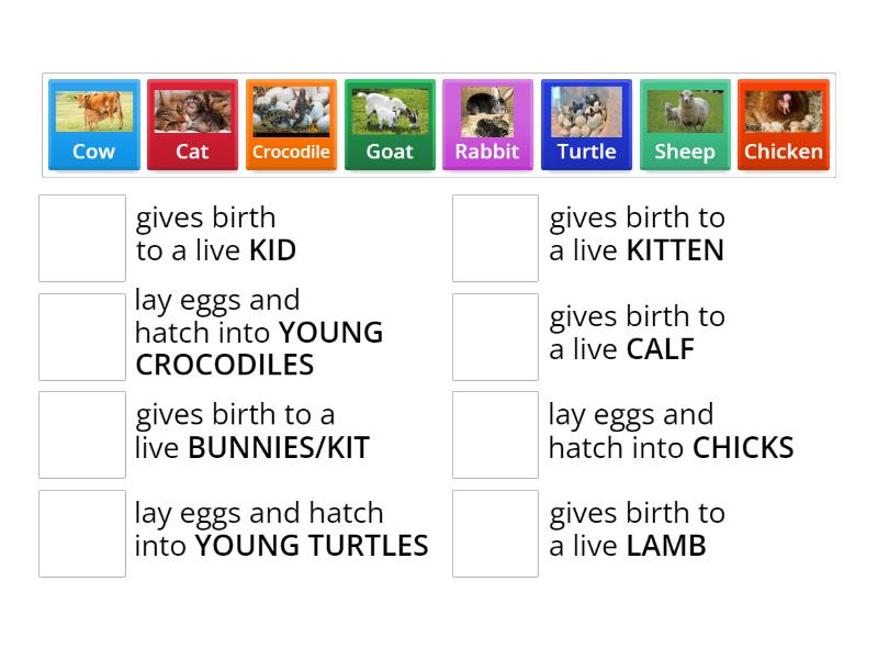 Parents & Offspring of Animals - Match up