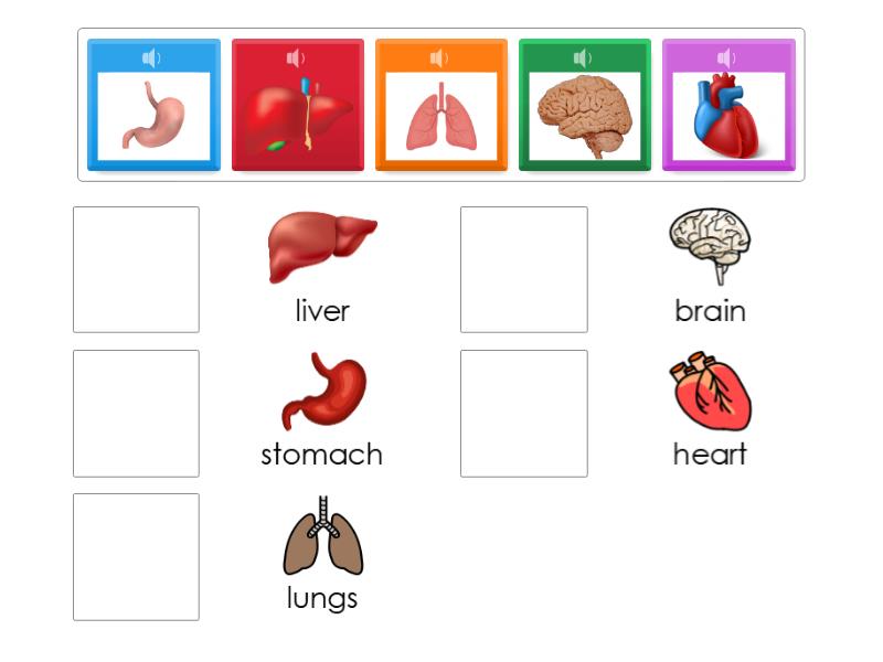 Organ labelling with symbols - Une las parejas