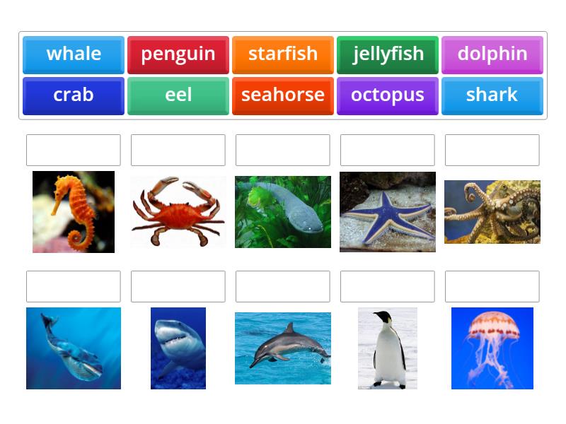 AS3 U6 sea animals match - Match up