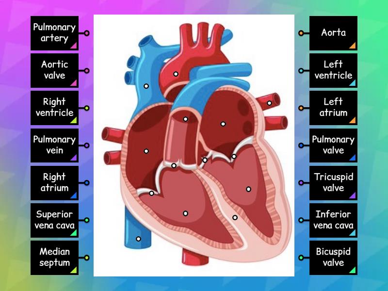 Heart Structure Labelling - Labelled diagram