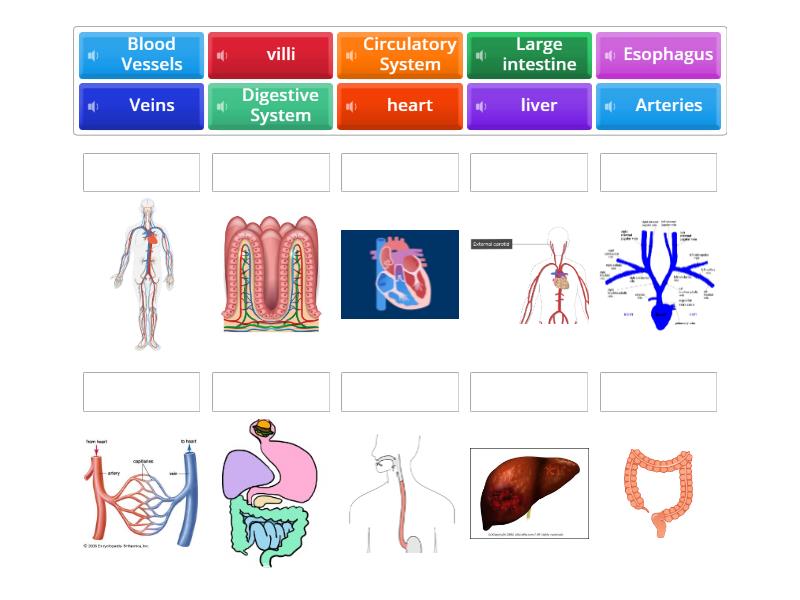 Digestive and Circulatory System - Match up