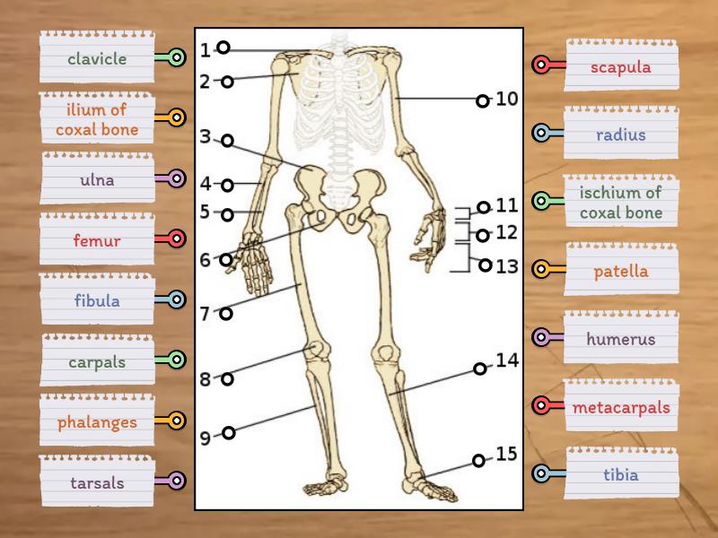 Appendicular Skeleton (Anterior View) - Labelled diagram