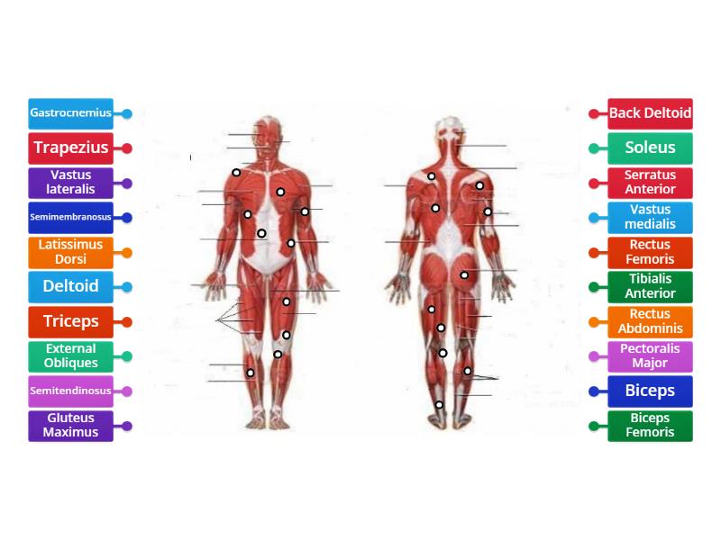 Major Muscles Quiz - Labelled diagram