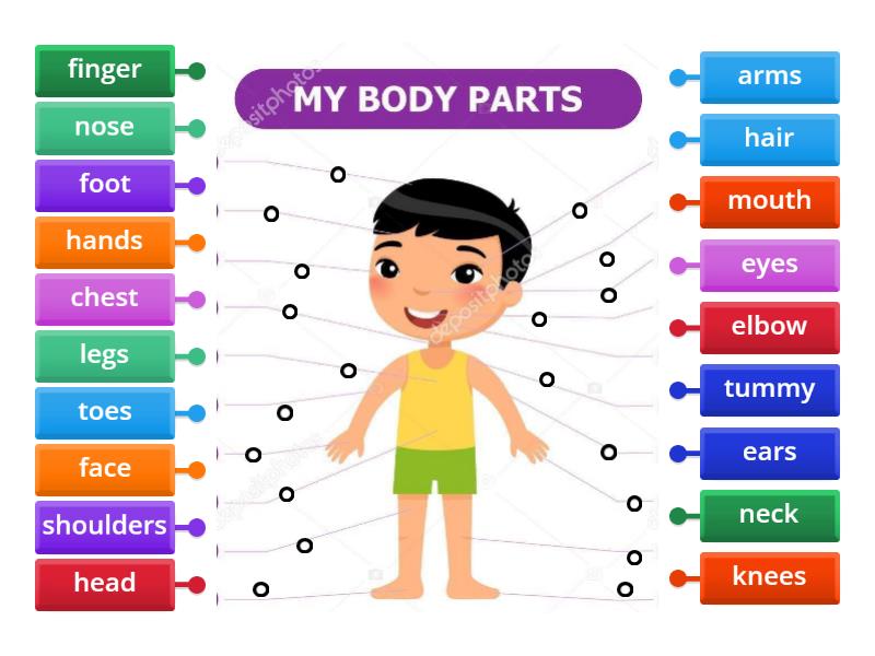 Our body parts -grade 1 -science - Labelled diagram