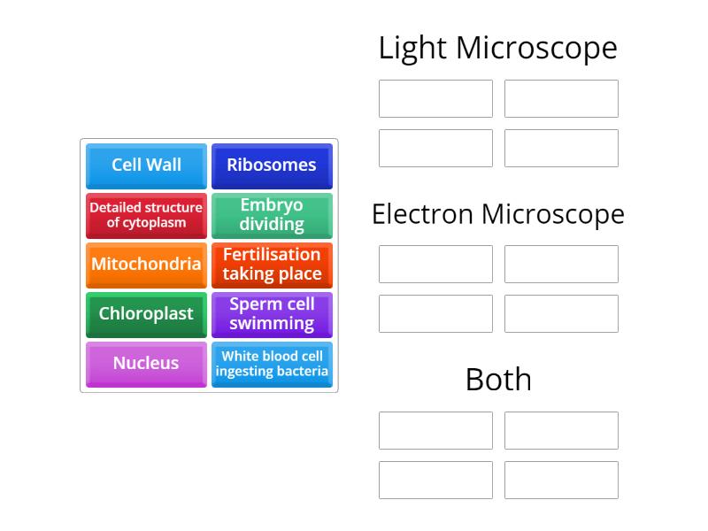 Light vs. Electron Microscope - Group sort